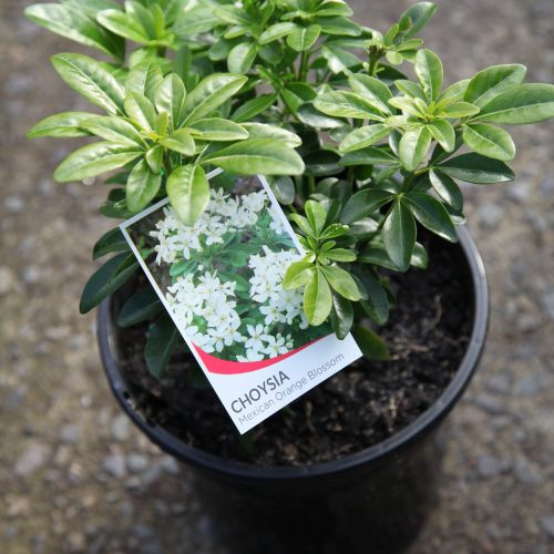 Acmena sublime - The Tree Shop Nursery Melbourne