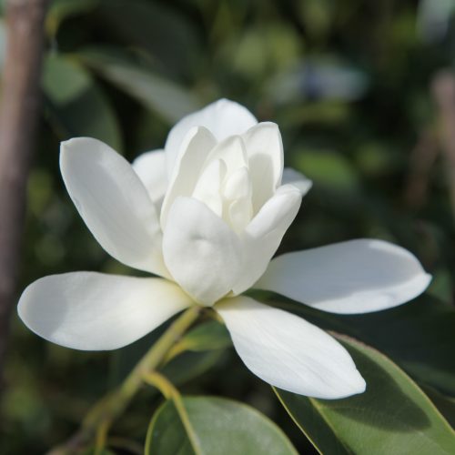Waterhousia floribunda - The Tree Shop Nursery Melbourne