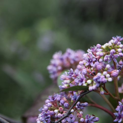 Cercis Aurelian - The Tree Shop