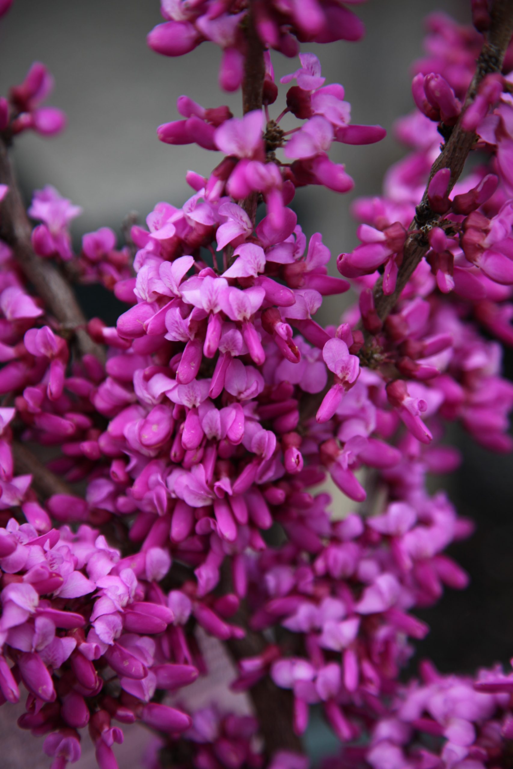 Best Spring Blossom Trees in 2022 - The Tree Shop