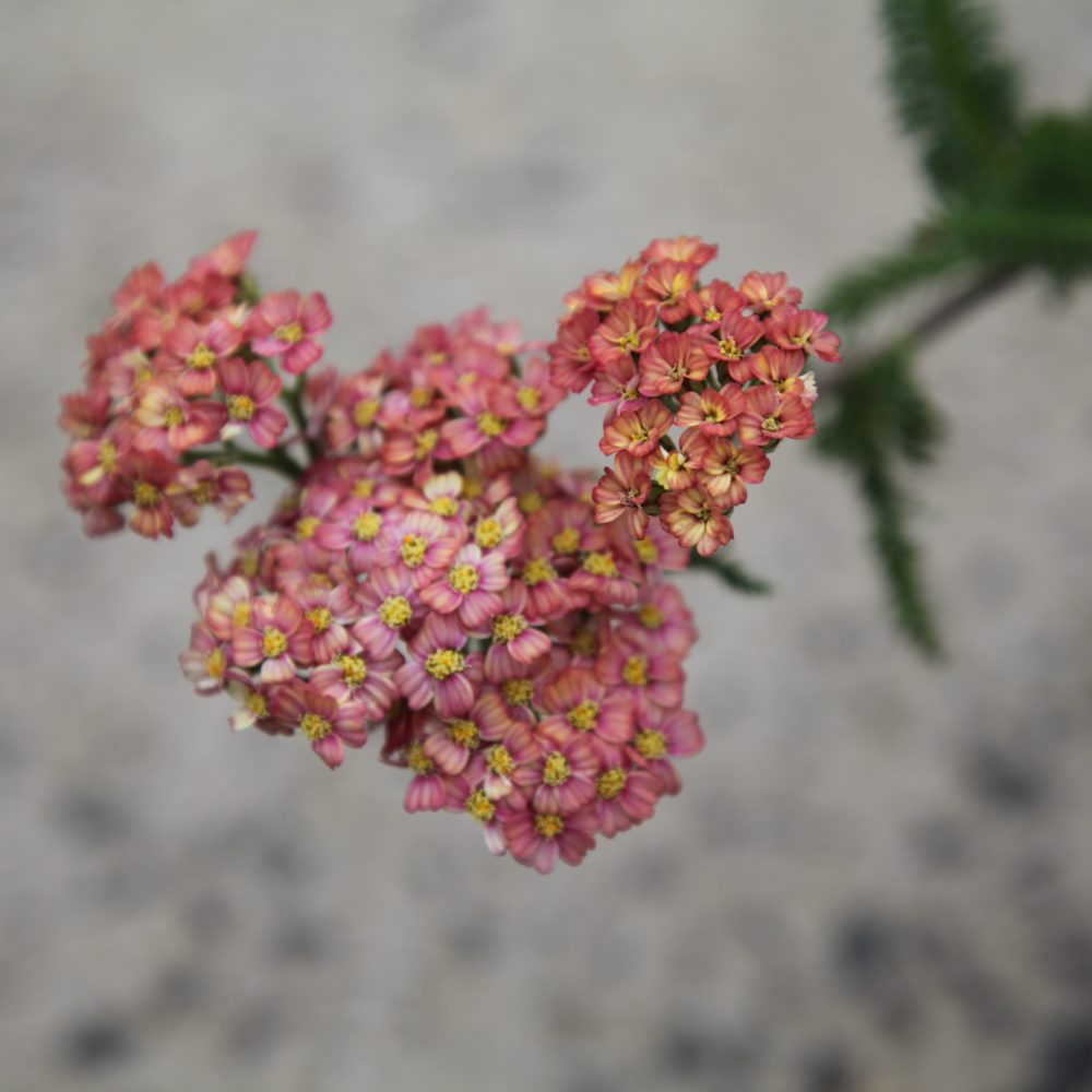 Accent Plants for Landscaping & Pots - Nursery Melbourne