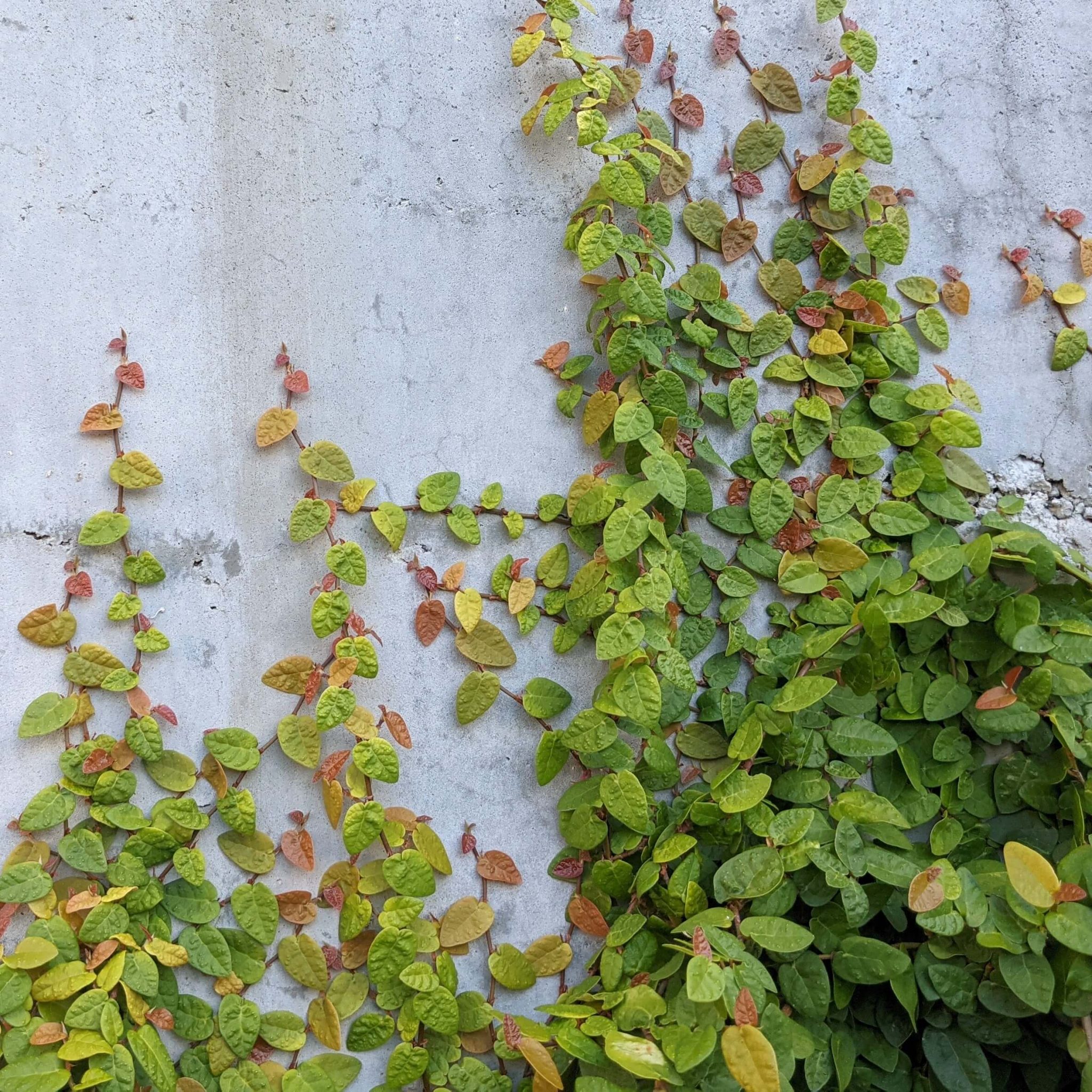 Top 10 Ground Cover Creeper and Climber Plants 2022 - TheTreeShop