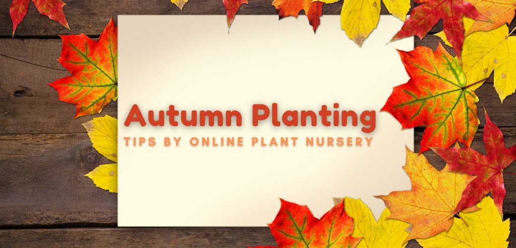 Autumn Planting Tips by Online Plant Nursery Melbourne