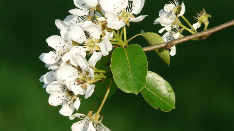 Ornamental Pear Trees for your Garden - TheTreeShop