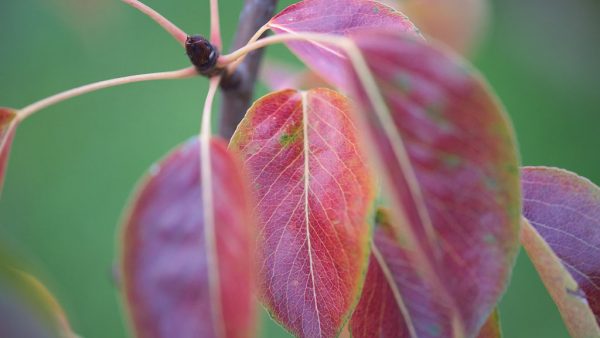 Ornamental Pear Trees for your Garden - TheTreeShop