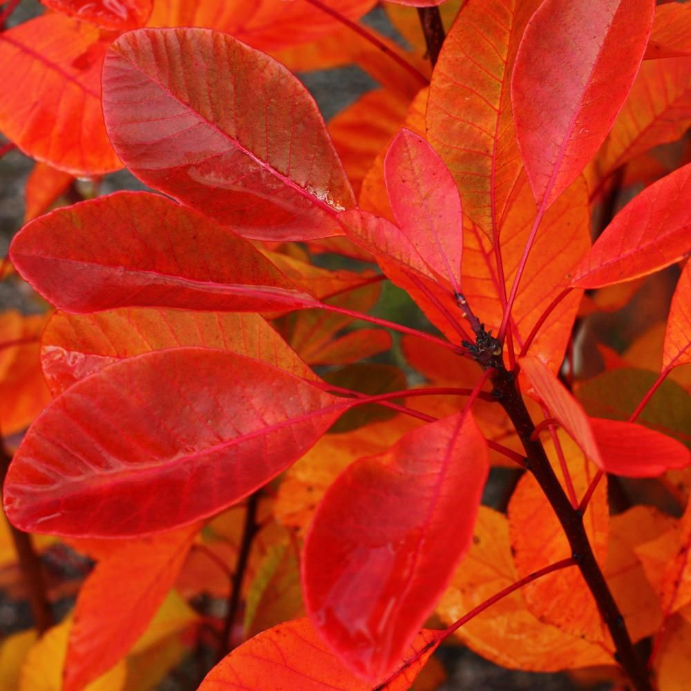 Buy Cotinus Flame Online - The Tree Shop | Online Plant Nursery