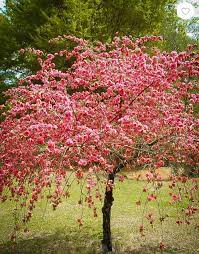 Crimson Cascade Weeping Peach - The Tree Shop