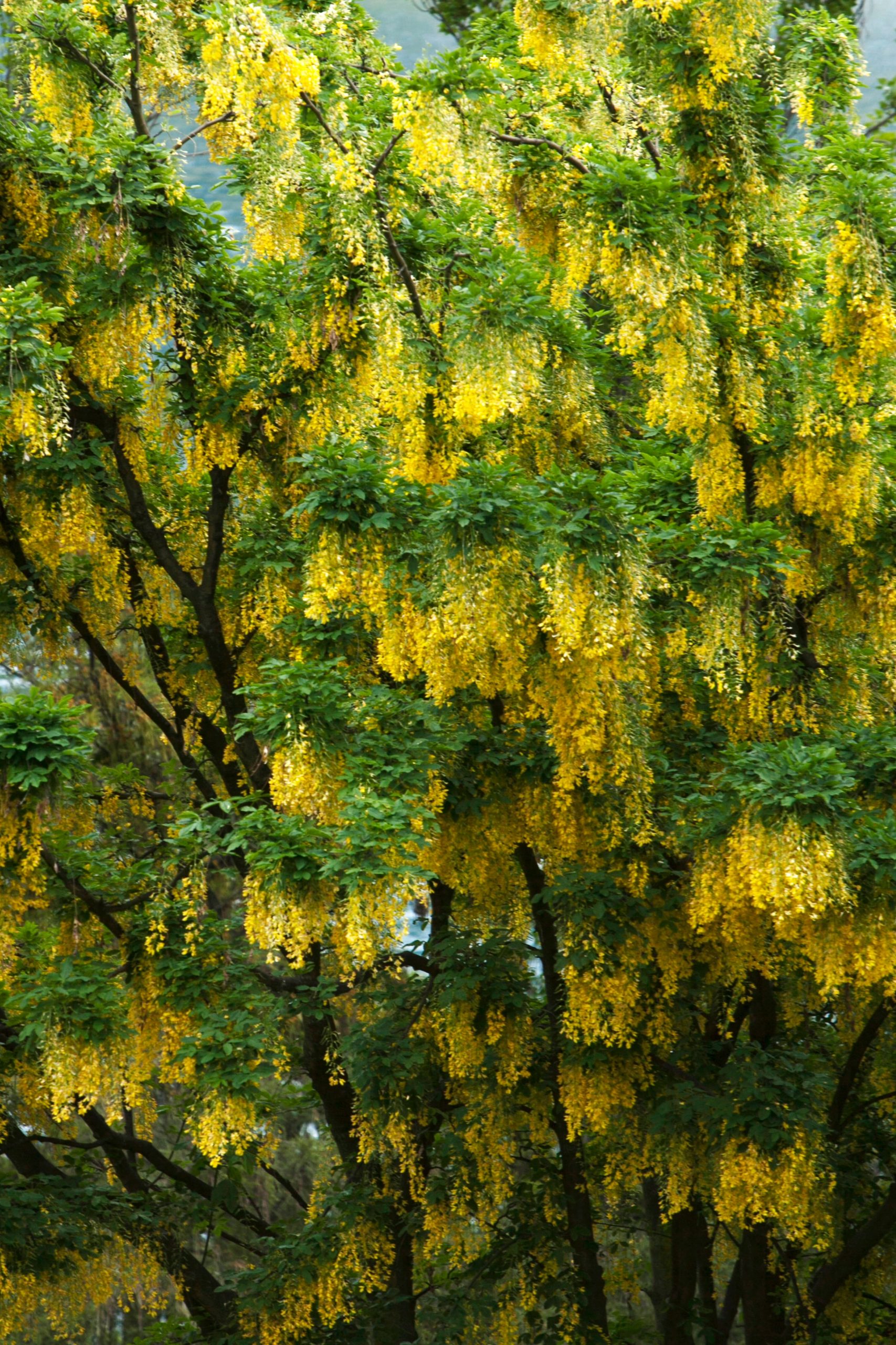 Buy Laburnum Vossii Online - The Tree Shop