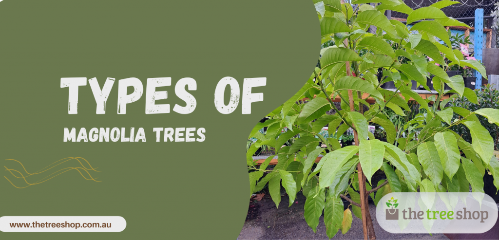 Types of Magnolia Trees - The Tree Shop | Online Plant Nursery