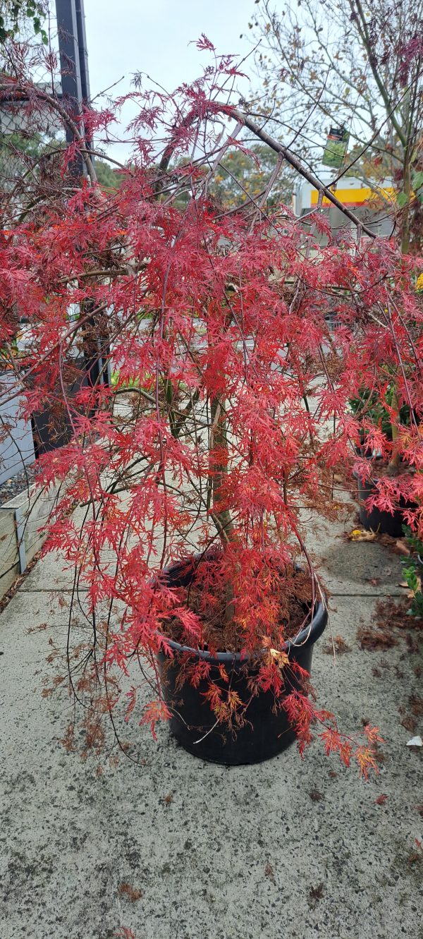 Growing Japanese Maples in Your Garden - The Tree Shop