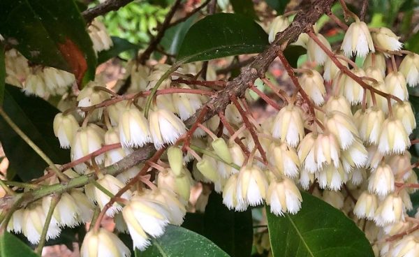 Elaeocarpus eumundi - The Tree Shop