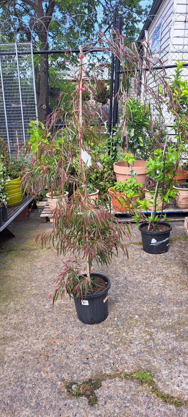 Agonis Burgundy - The Tree Shop