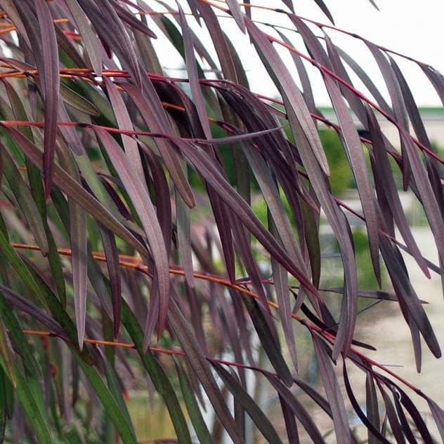 Agonis 'Burgundy' - The Tree Shop