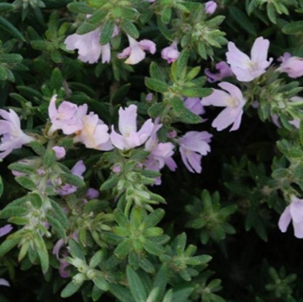 Westringia Aussie Box - The Tree Shop