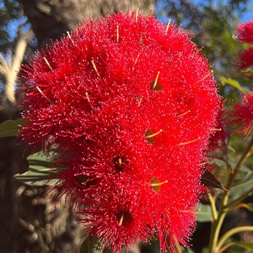 Corymbia Wildfire - The Tree Shop