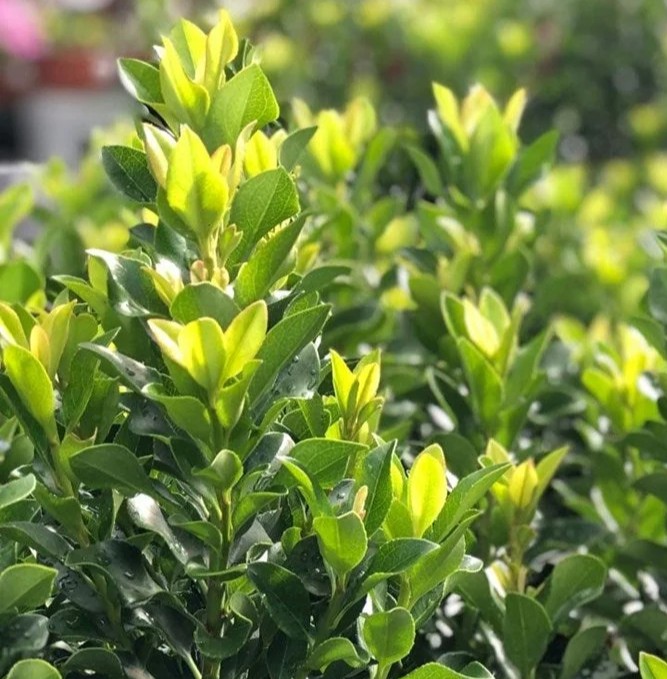 Rhaphiolepis Snow Maiden - The Tree Shop