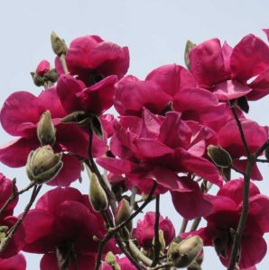 Magnolia Felix - The Tree Shop