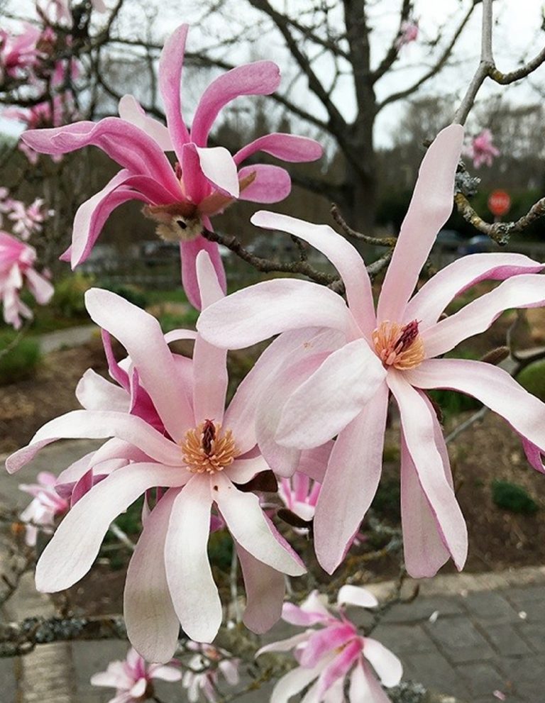 Magnolia Rosea - The Tree Shop